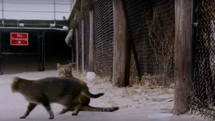 The Cat Rescuers Featured, Reviews Film Threat